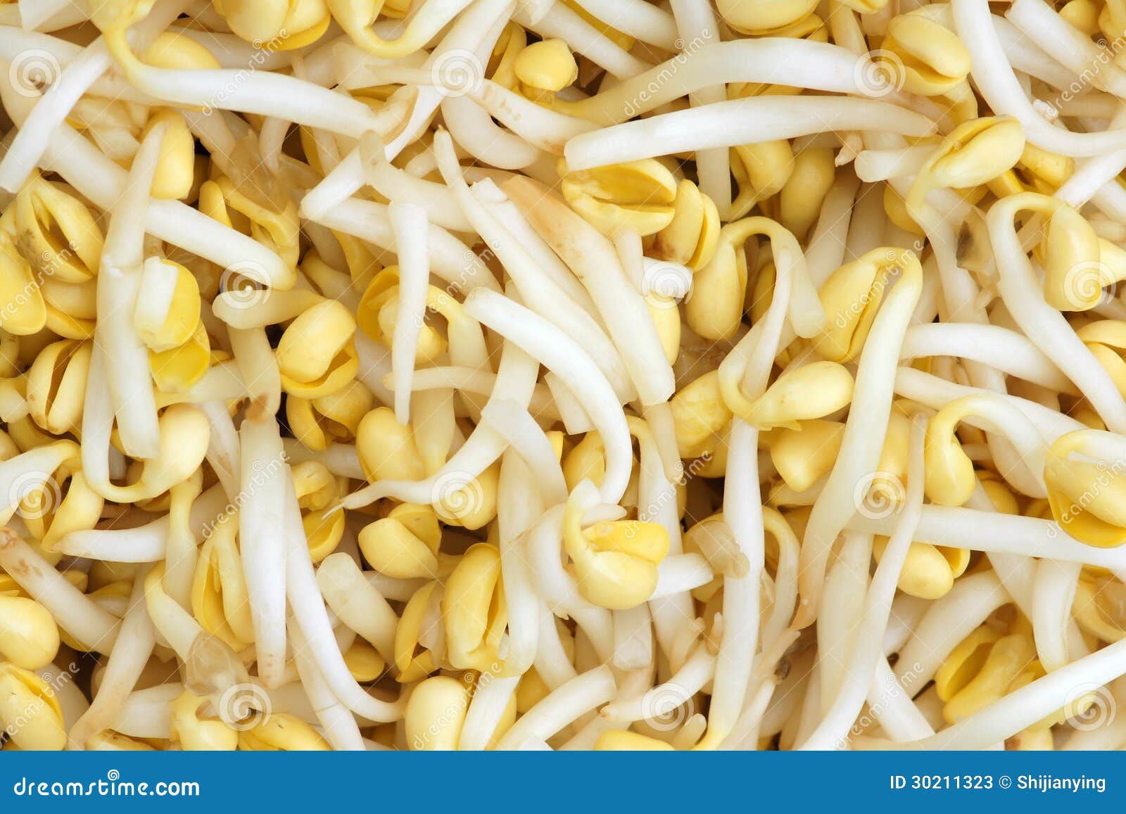 Soy bean sprouts stock image. Image of edible, seed, food - 30211323