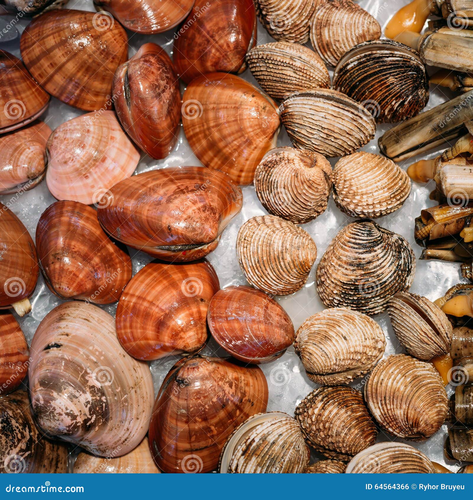 Background of Spanish Shells on Ice on Market Stock Photo - Image of ...