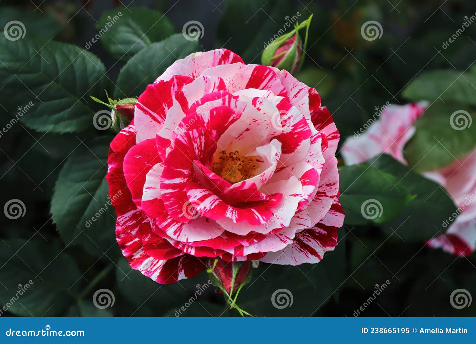 Background of Speckled Pink and White Roses on a Bush Stock Image ...