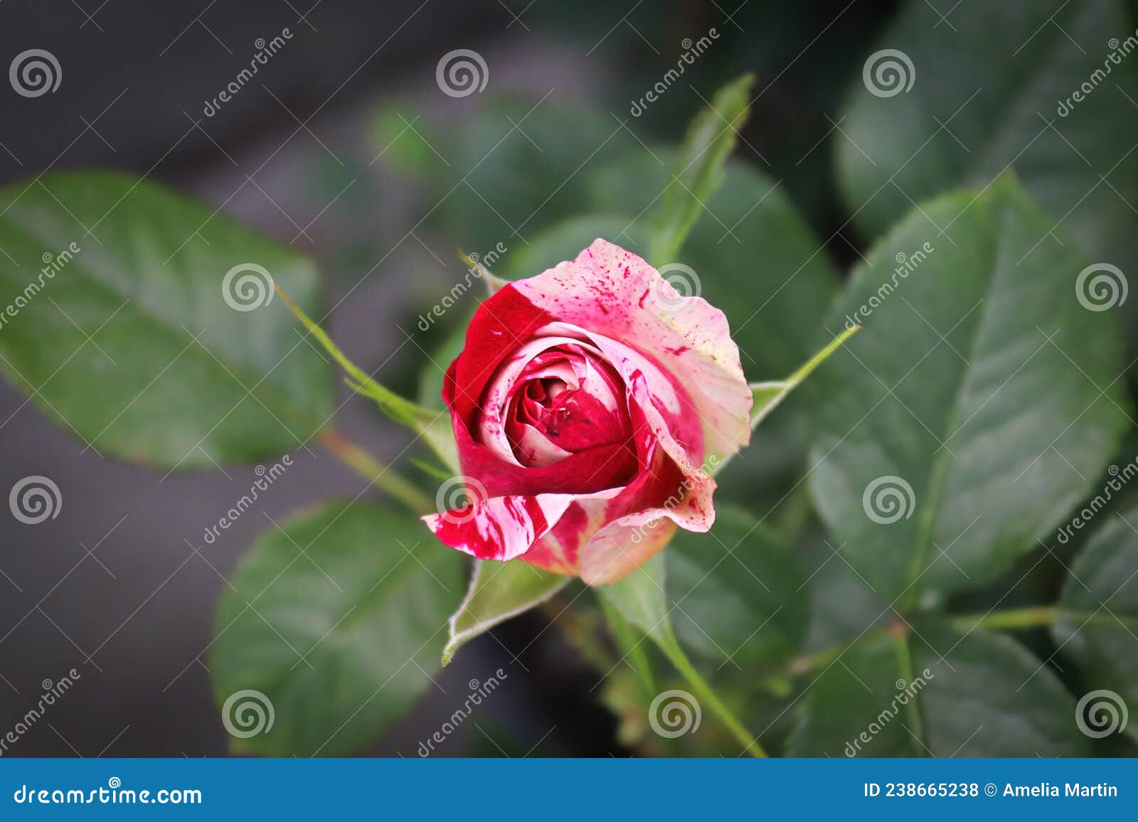 Background of Speckled Pink and White Roses on a Bush Stock Photo ...