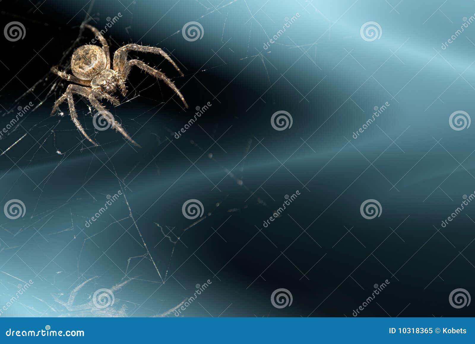 Background with spider stock image. Image of mystic, arachnid - 10318365