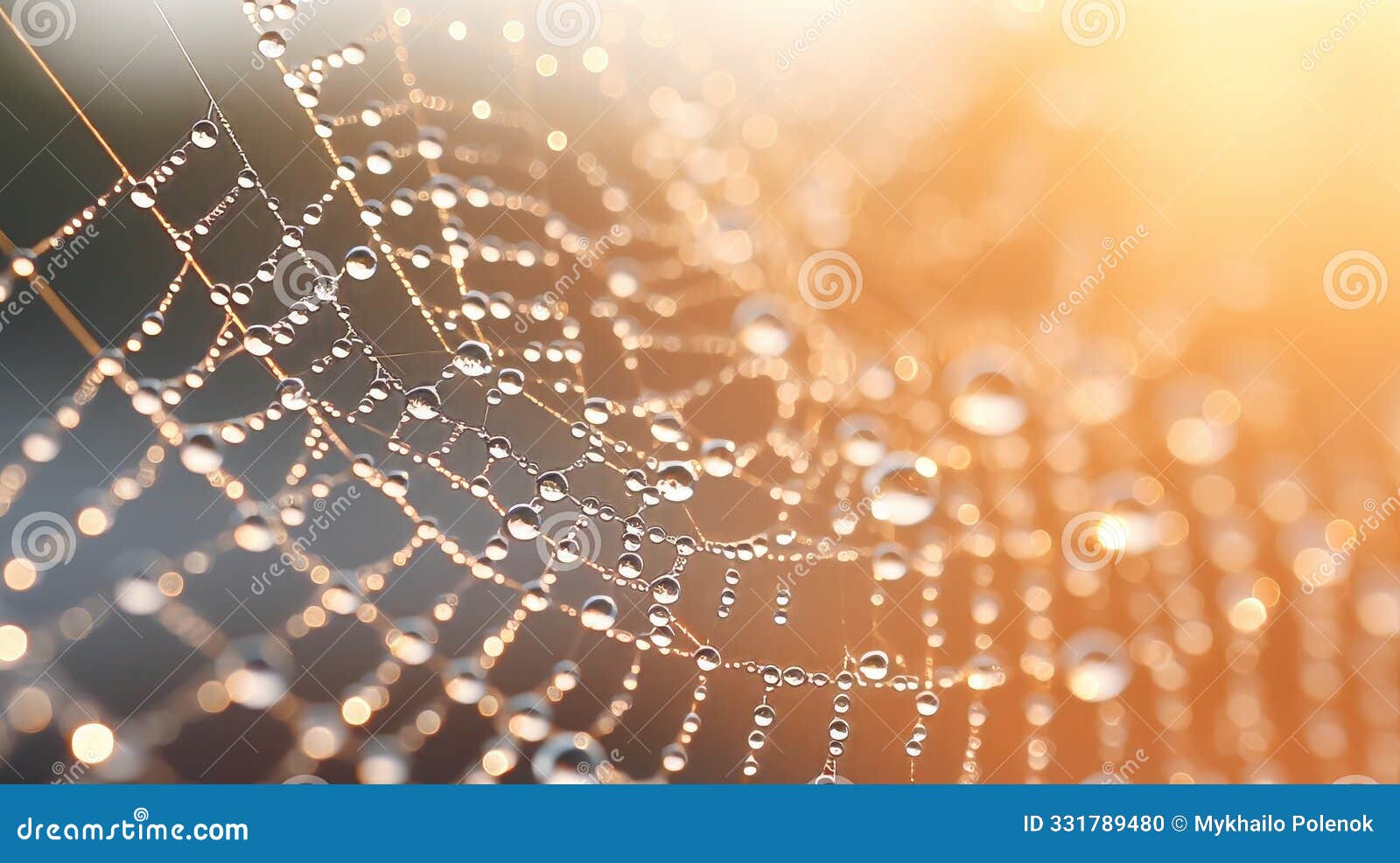 Background Spider Web in Morning Dew Drops on Green Grass. Neural ...