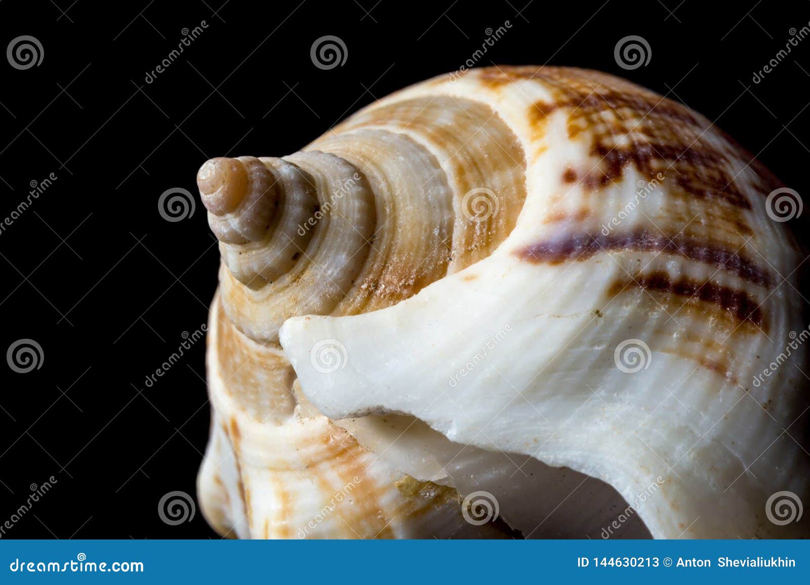 Background of Spiral Seashell Close-up Macro Isolated on Black. Mollusk ...