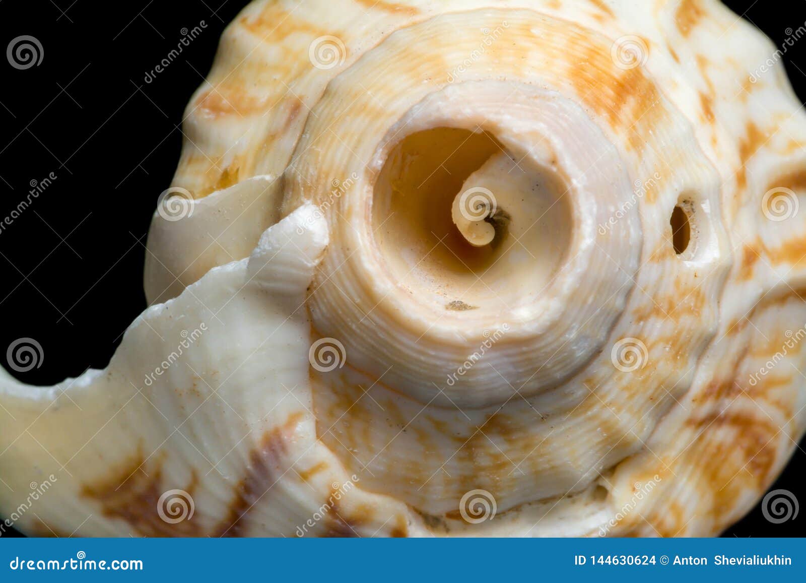 Background of Spiral Seashell Close-up Macro Isolated on Black. Mollusk ...