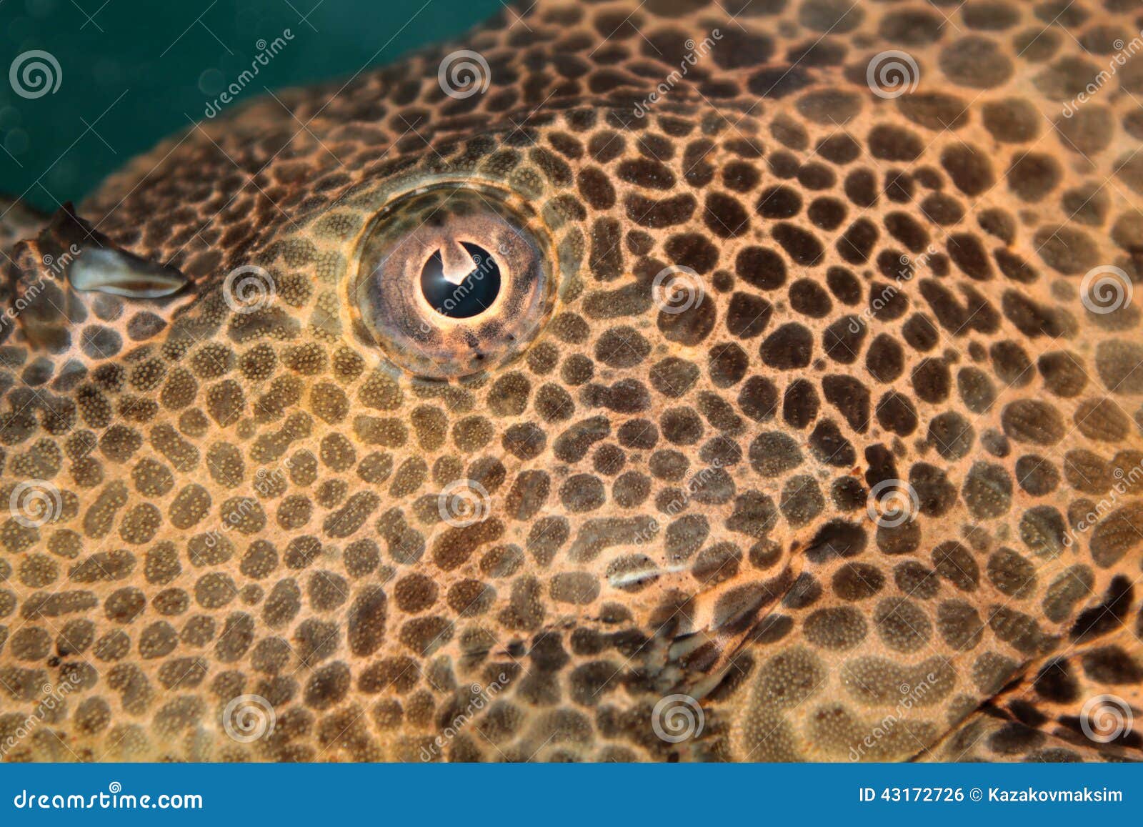 Background with Spotty Fish Stock Photo - Image of catfish, gibbiceps ...