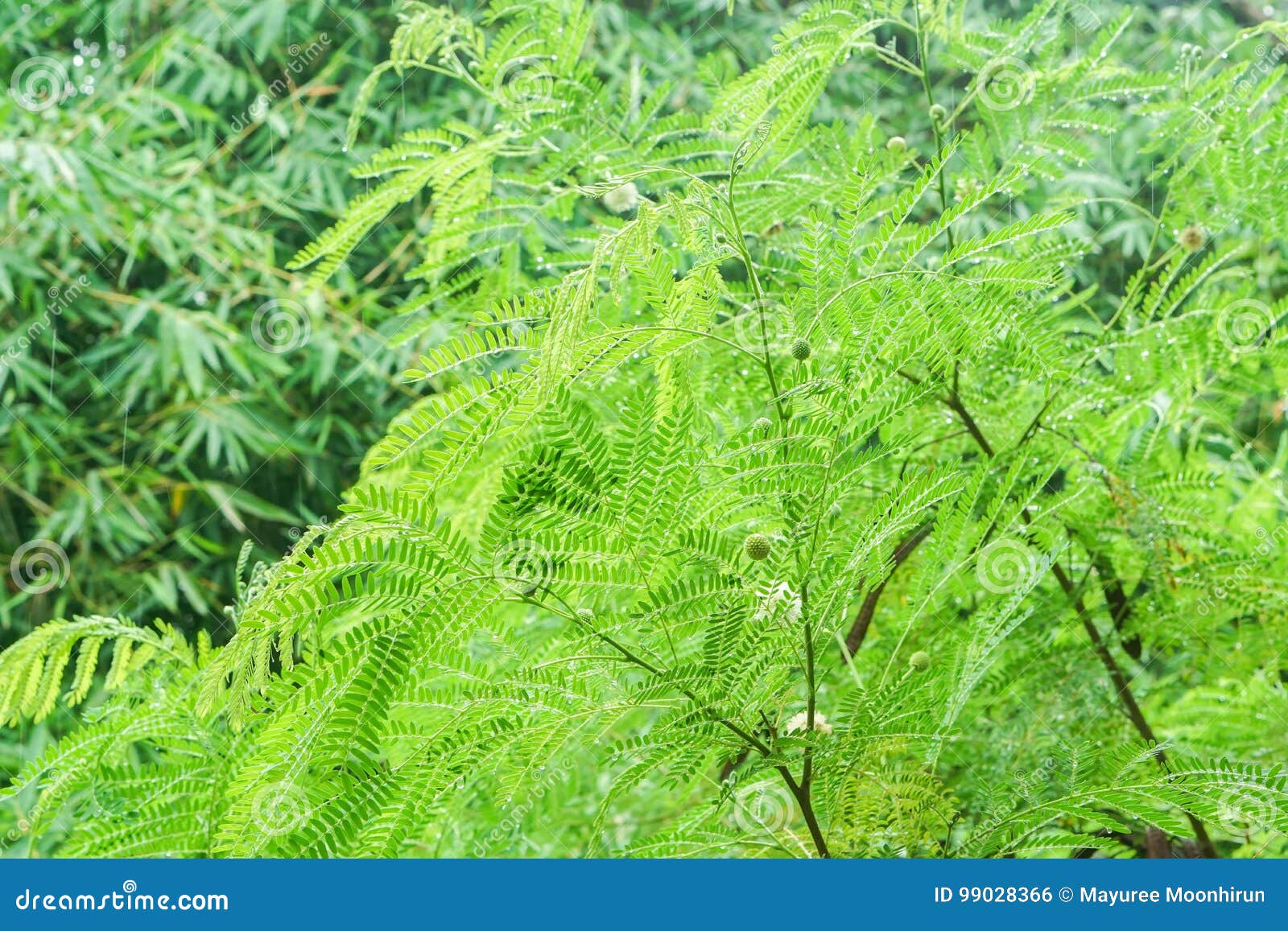 Spread Light Green Leucaena Leucocephala Trees in the Jungle after ...