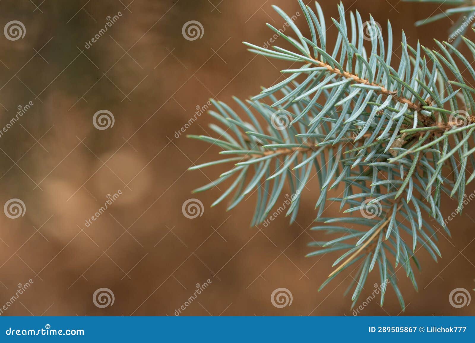 Background with Sprig Spruce on the Side Stock Image - Image of ...