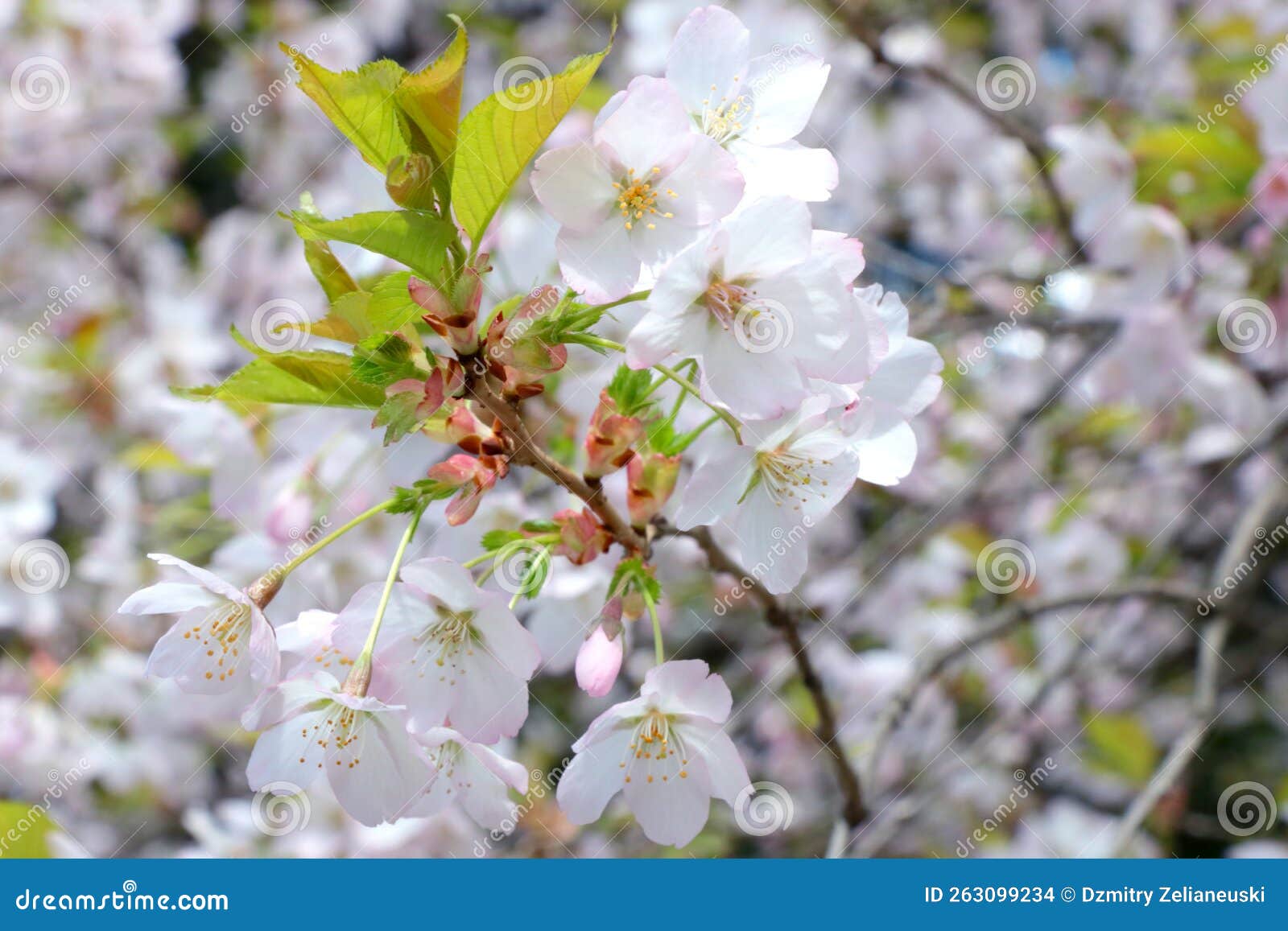 Background of Spring. a Cherry Branch Blooms in the Park in the Spring ...