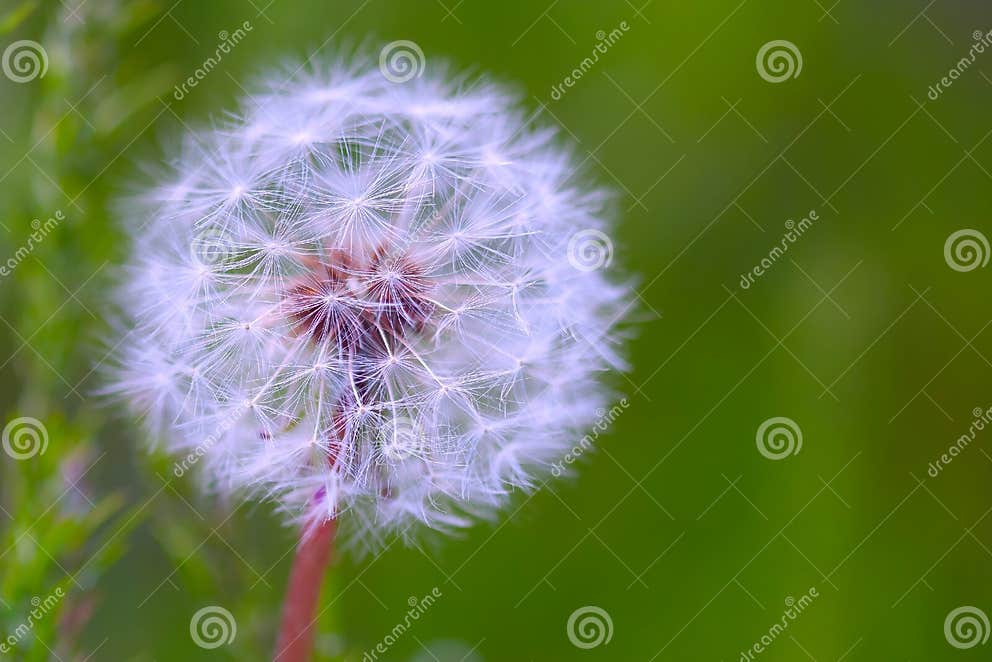 Background Spring Dandelion Closeup. Spring Abstract Background Stock ...