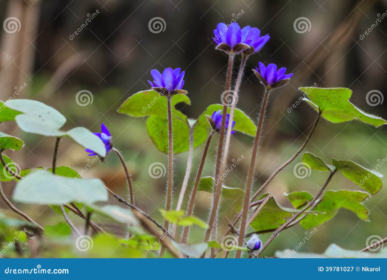 Background of Spring Liverleaf Flowers Stock Image - Image of detail ...