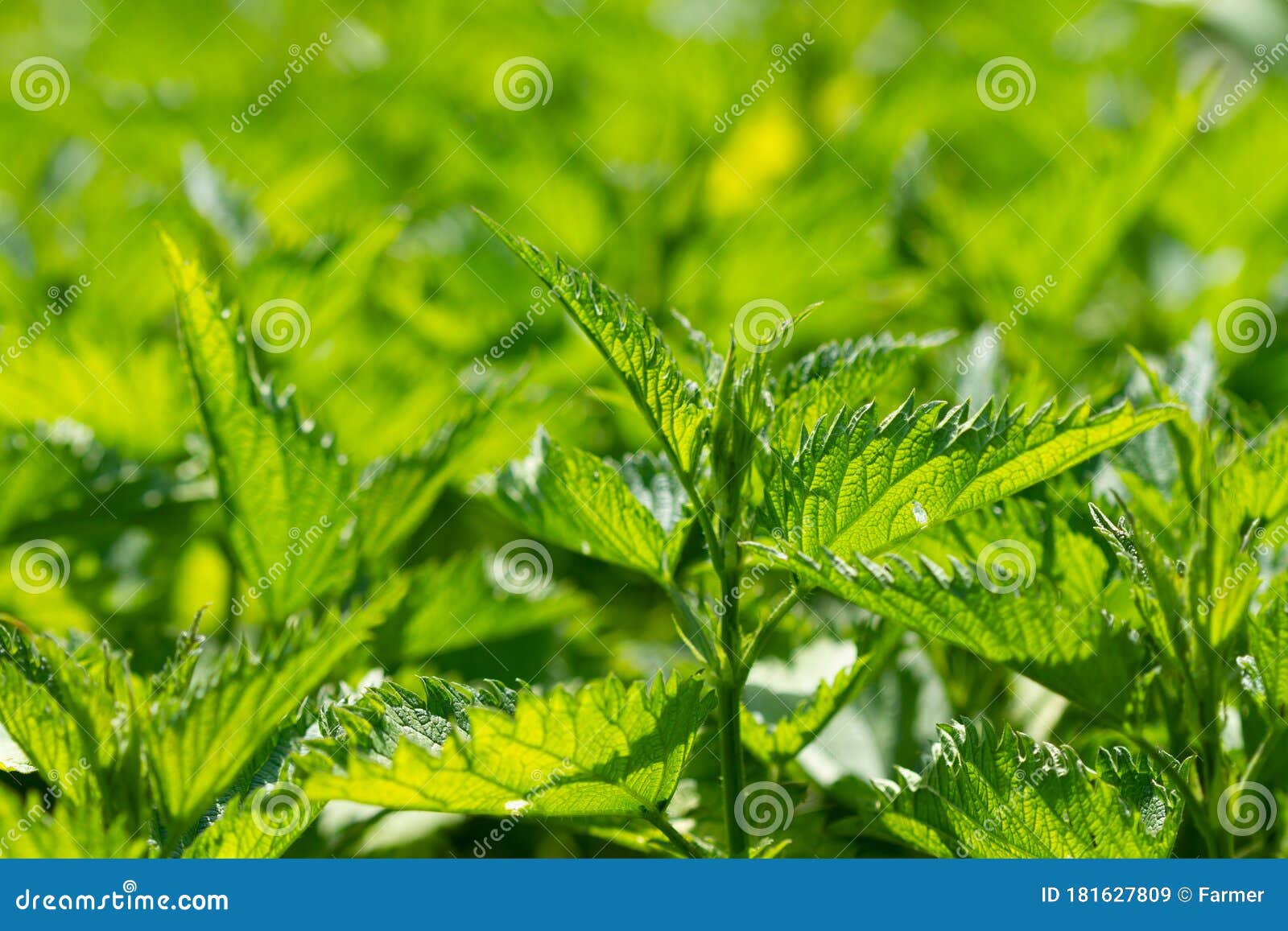 Background of Spring Nettles in the Sunlight Stock Image - Image of ...
