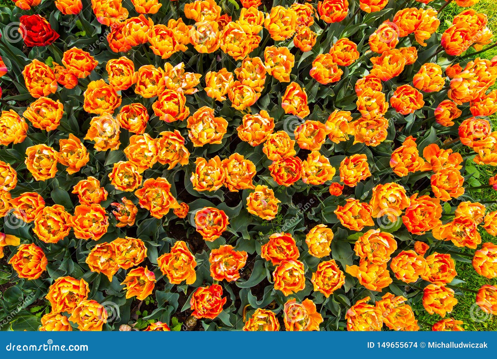 Background of Spring Orange Tulips in a Garden Stock Photo - Image of ...