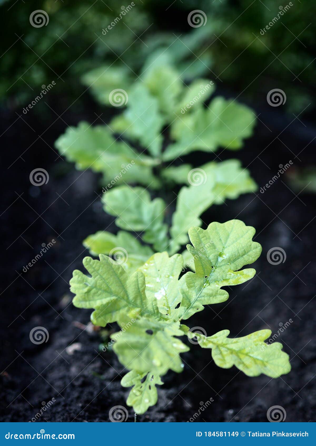 The Background of the Spring Vegetation.New Young Oak Trees, Sprouting ...