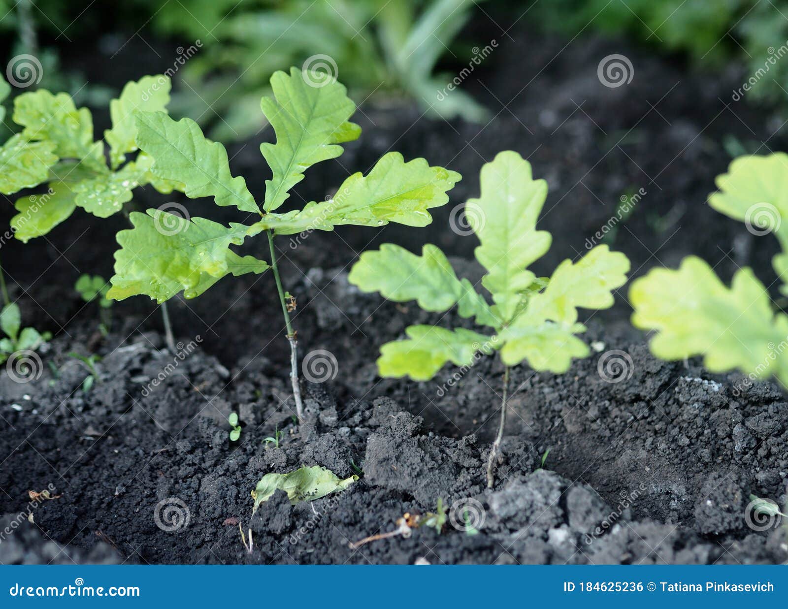 The Background of the Spring Vegetation.New Young Oak Trees, Sprouting ...