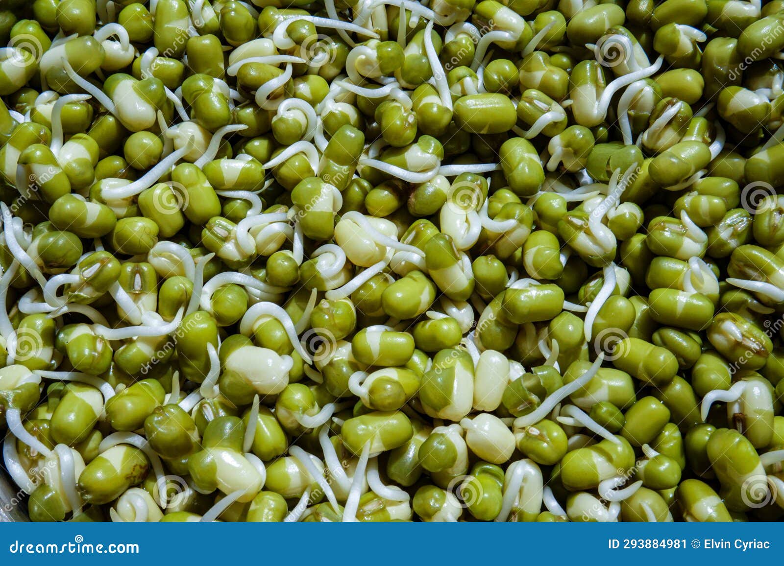 Background of Sprouted Green Mung Beans Stock Image - Image of ...