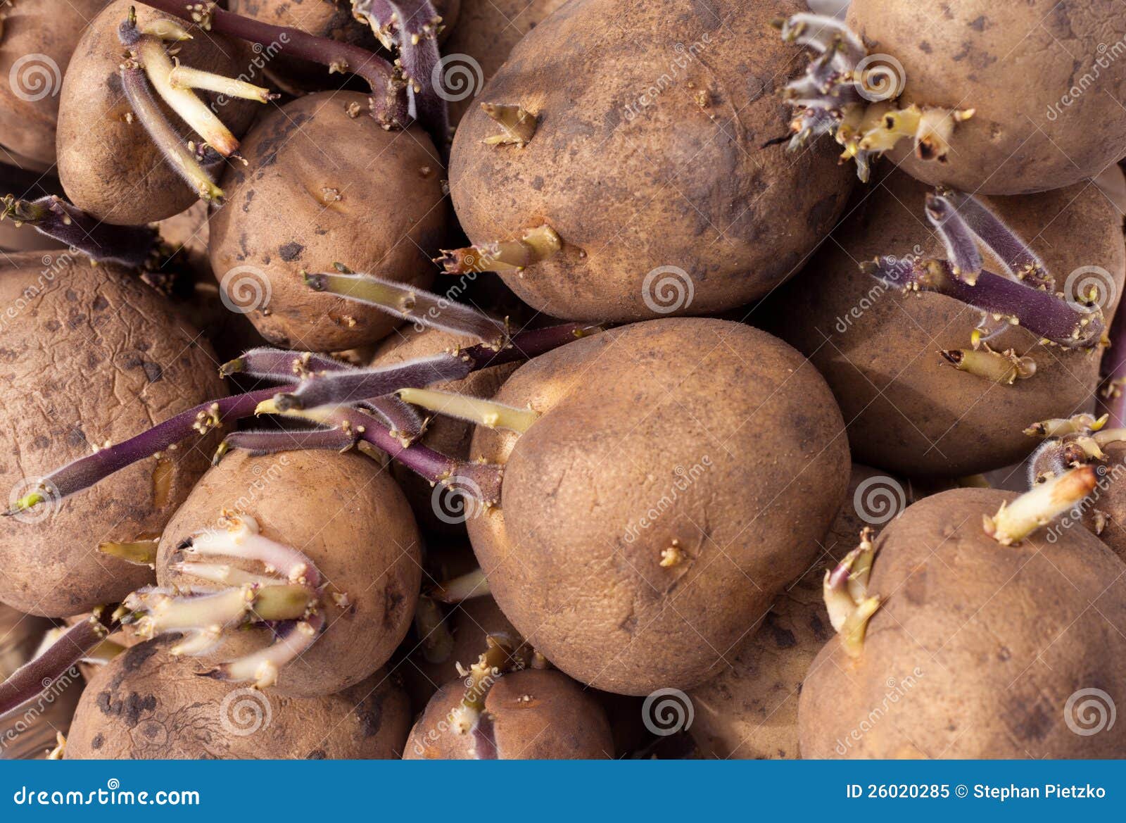 Seed Potatoes Are Planted In Rows In The Soil Before Wrapping Royalty ...