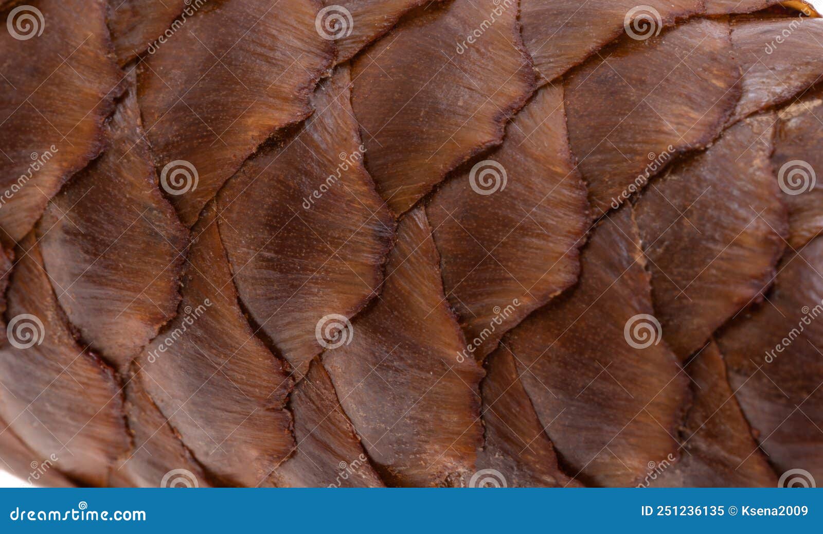Background of Spruce Scales Close-up Stock Image - Image of evergreen ...