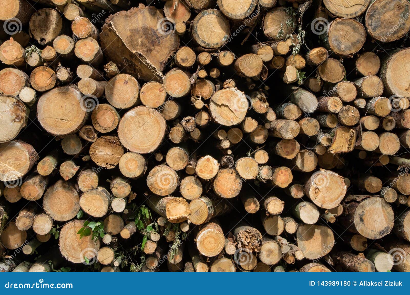 A Background of a Stack of Logs Stock Photo - Image of heap, spruce ...