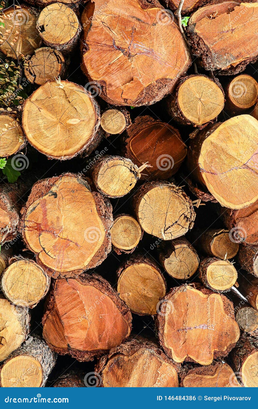 Many Trunks Chinese Fir Tree Cunninghamia Lanceolata In Spring ...