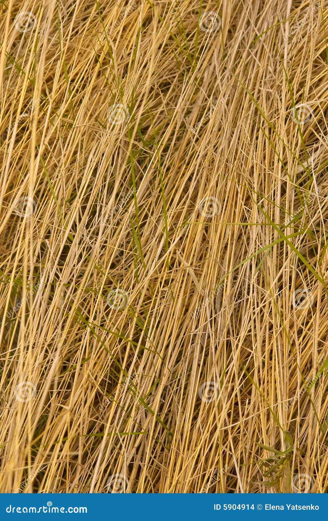 Background with Stalks of a Dry Grass Stock Photo - Image of farm, stem ...