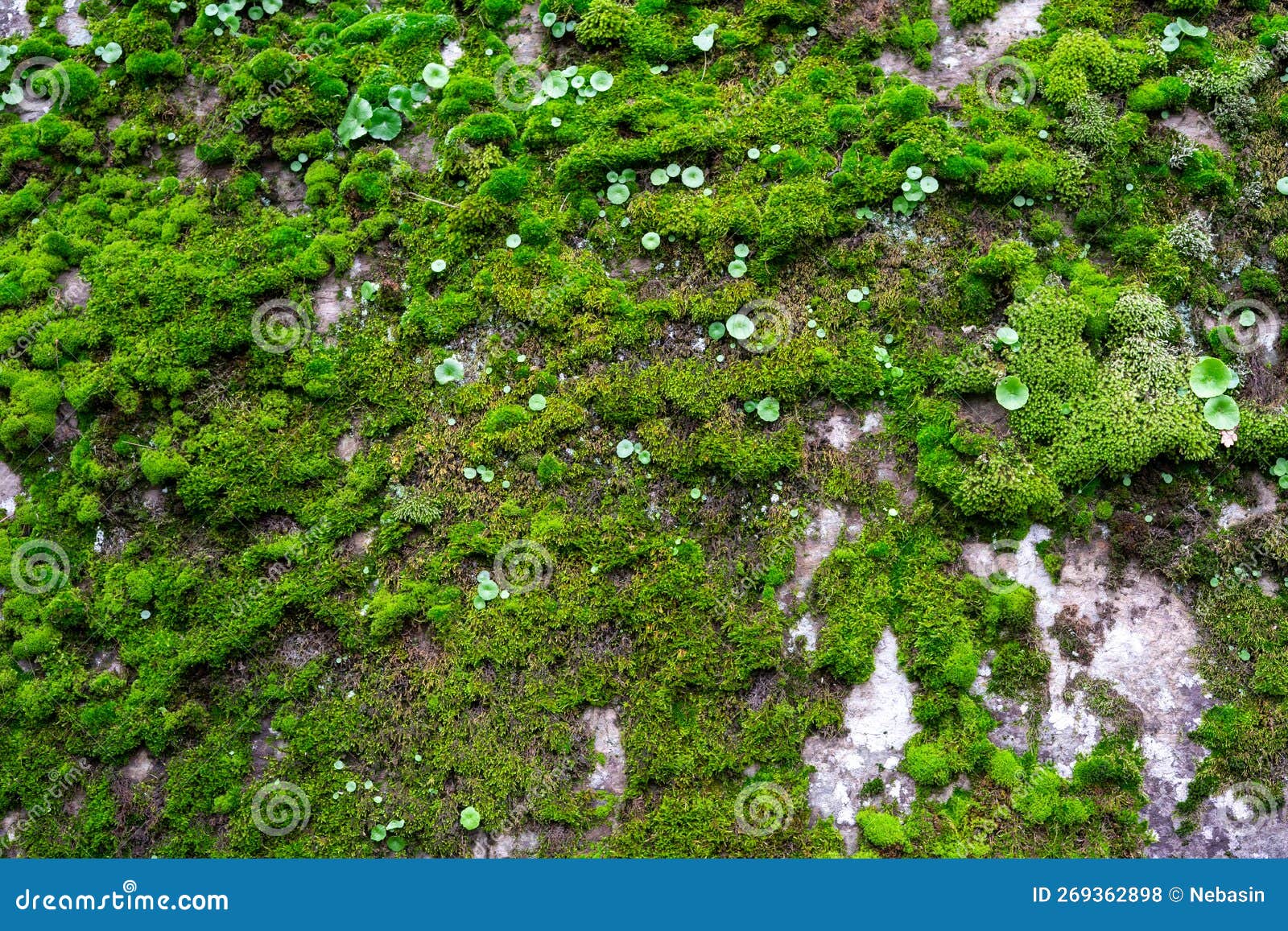 Background from Stone Covered with Moss. the Rock is Overgrown with ...