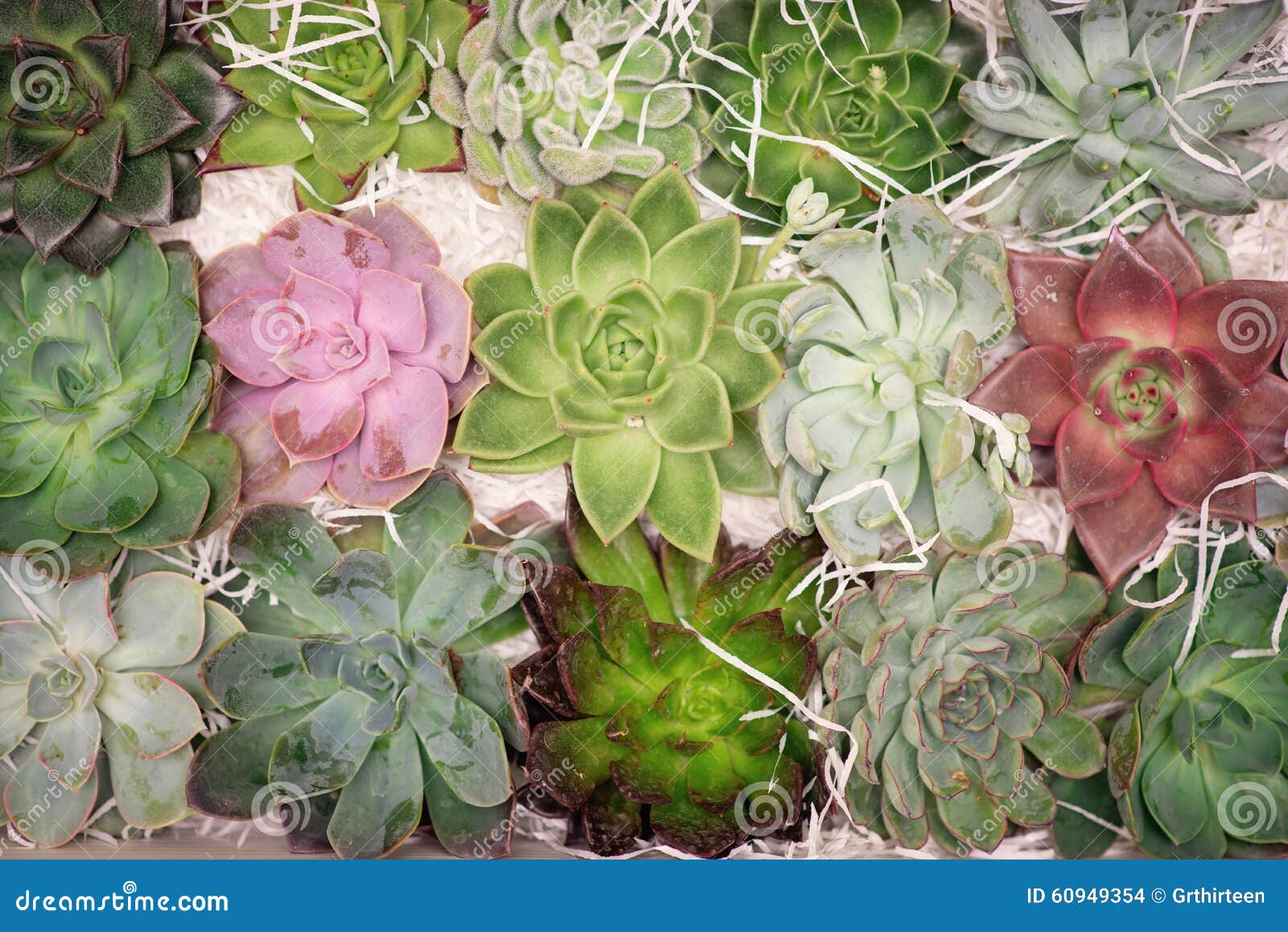 Background of stone roses stock photo. Image of stone - 60949354