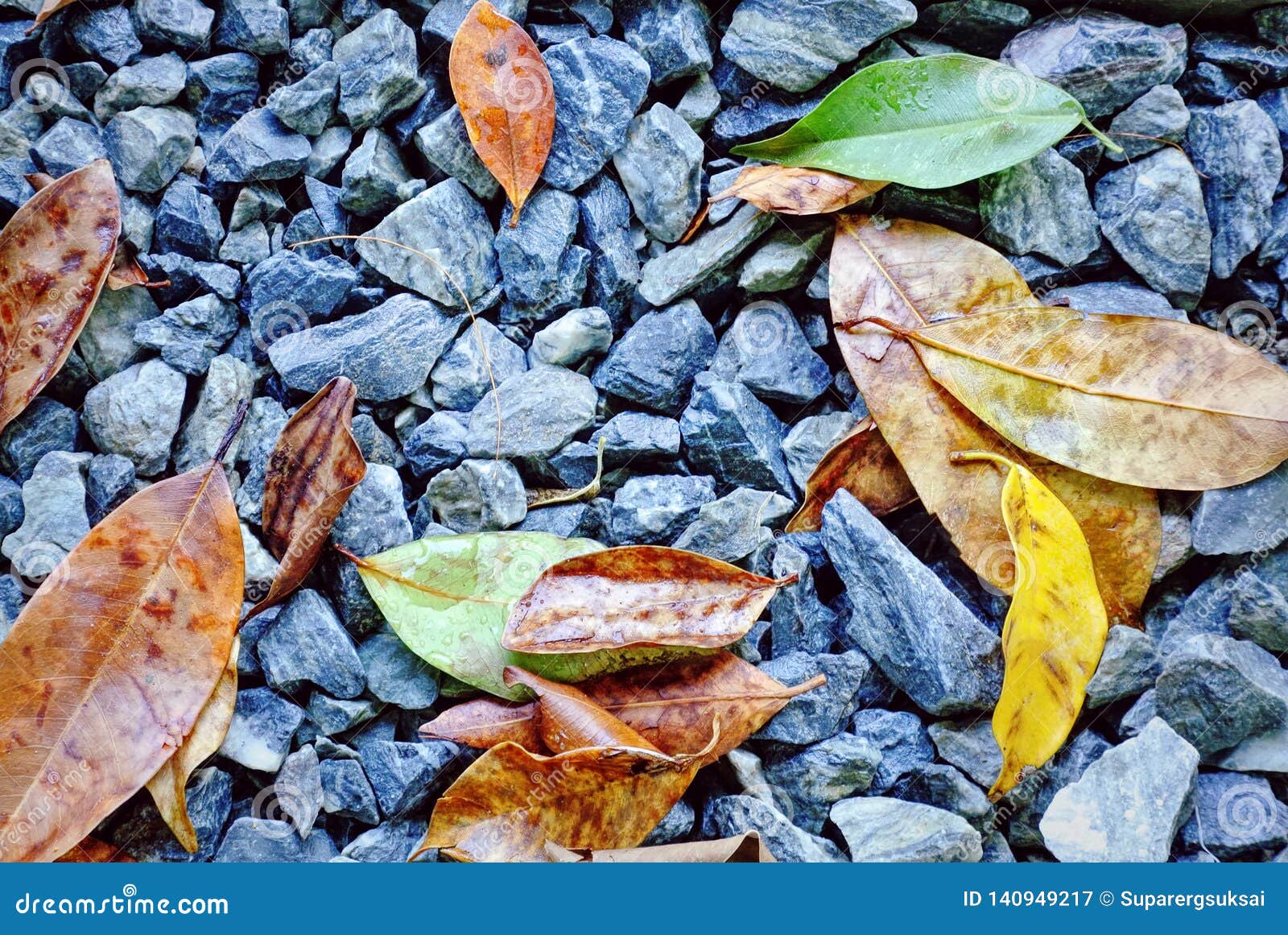 Background of Stones and Leaves Stock Image - Image of park, nature ...