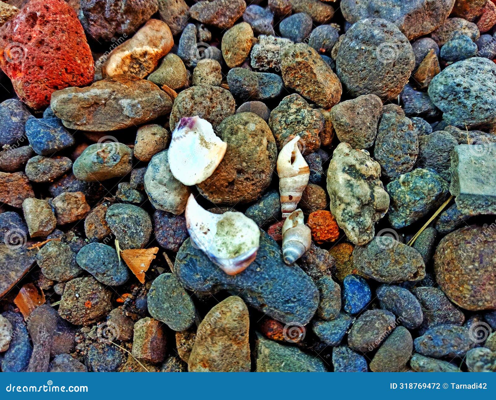 Background of Stones and Shells Together in Our Environment Stock Photo ...