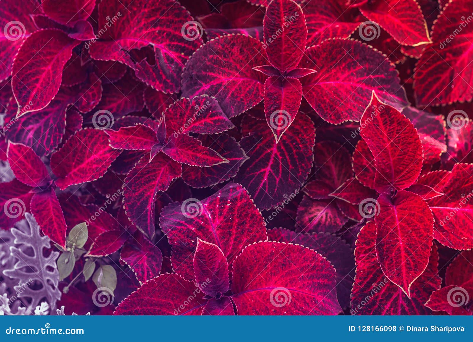 Background from Street Flower Coleus Stock Photo - Image of nature ...
