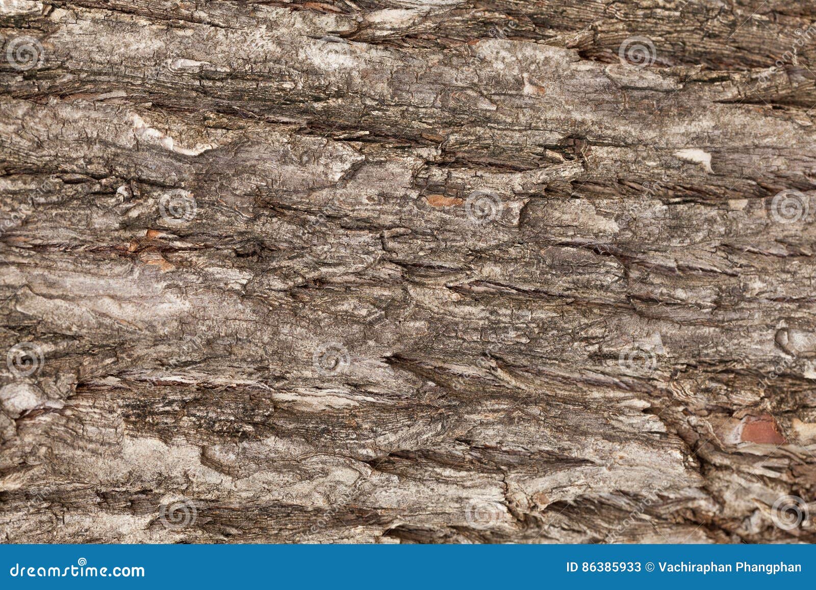 Background striped bark stock image. Image of nature - 86385933