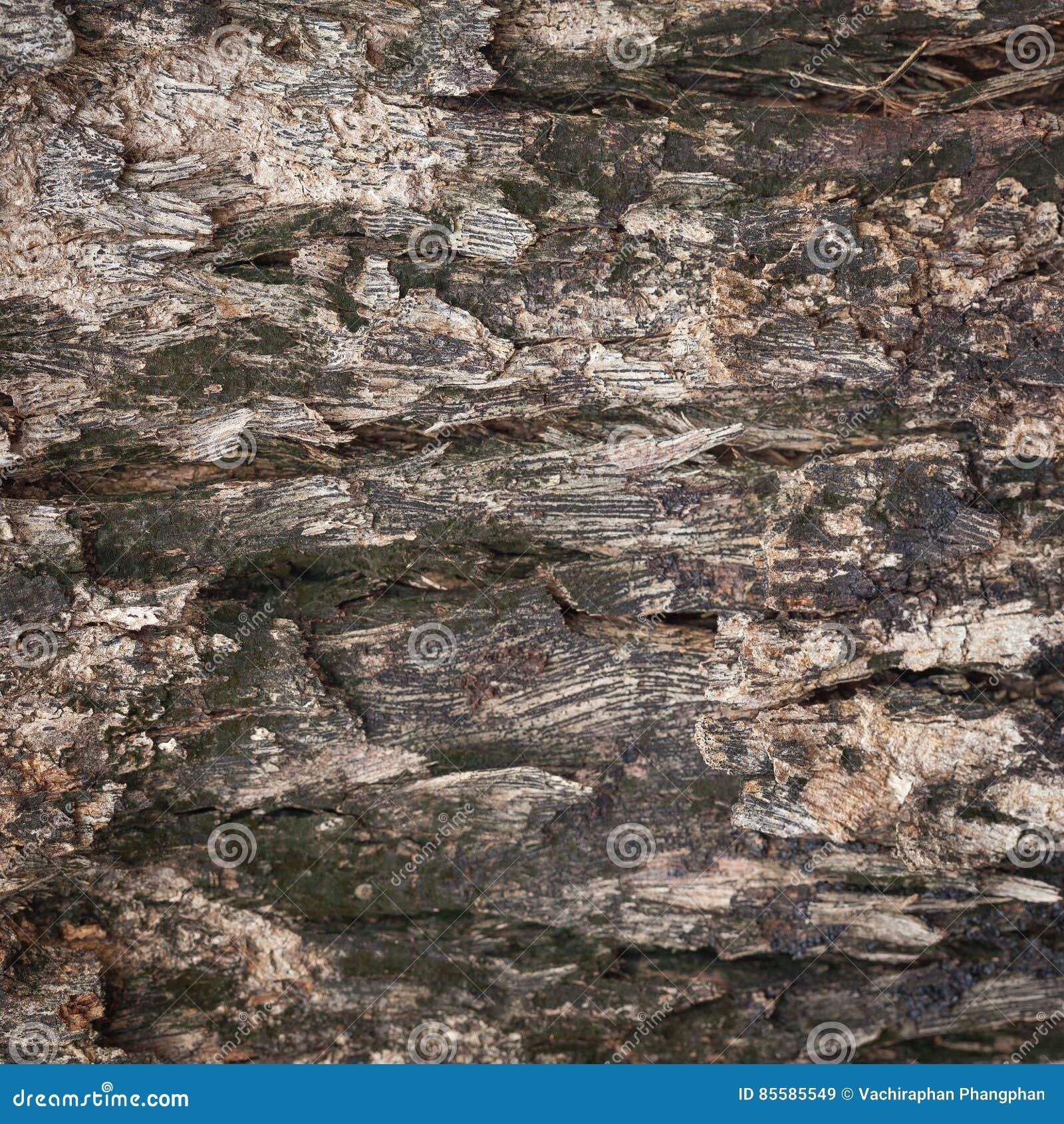 Background striped bark stock image. Image of rough, tree - 85585549