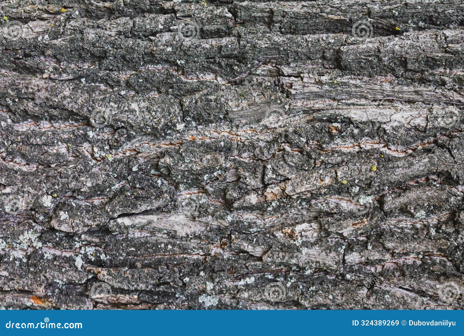 Background Structure Bark Texture Tree Solid Evenly Lit Close-up Stock Image - Image of table ...