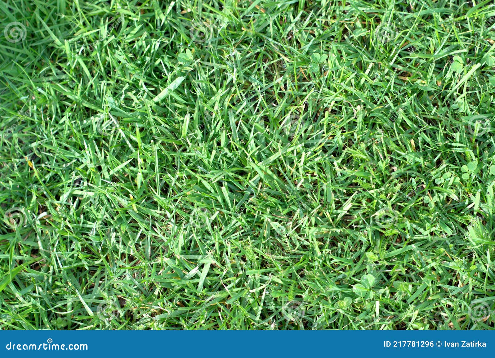 Structure Of A Green Sponge. Wallpaper Or Texture Royalty-Free Stock ...