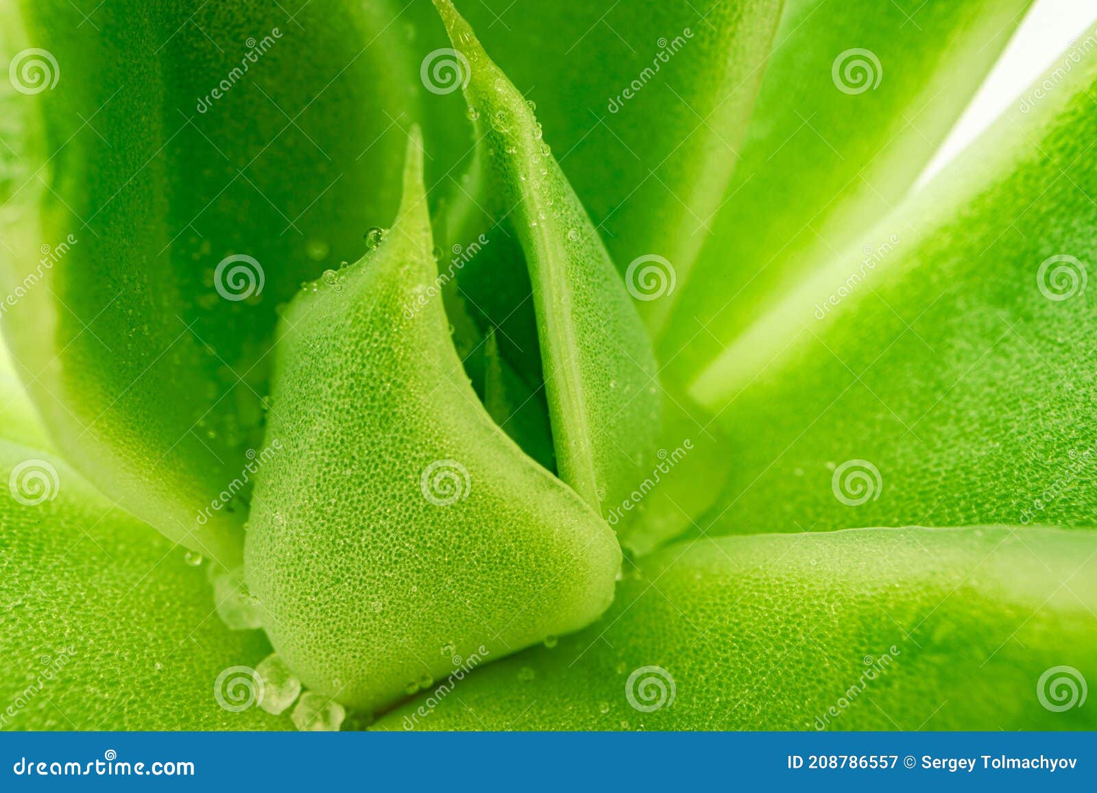 Background of Succulent Plant Texture Close Up Stock Image - Image of ...