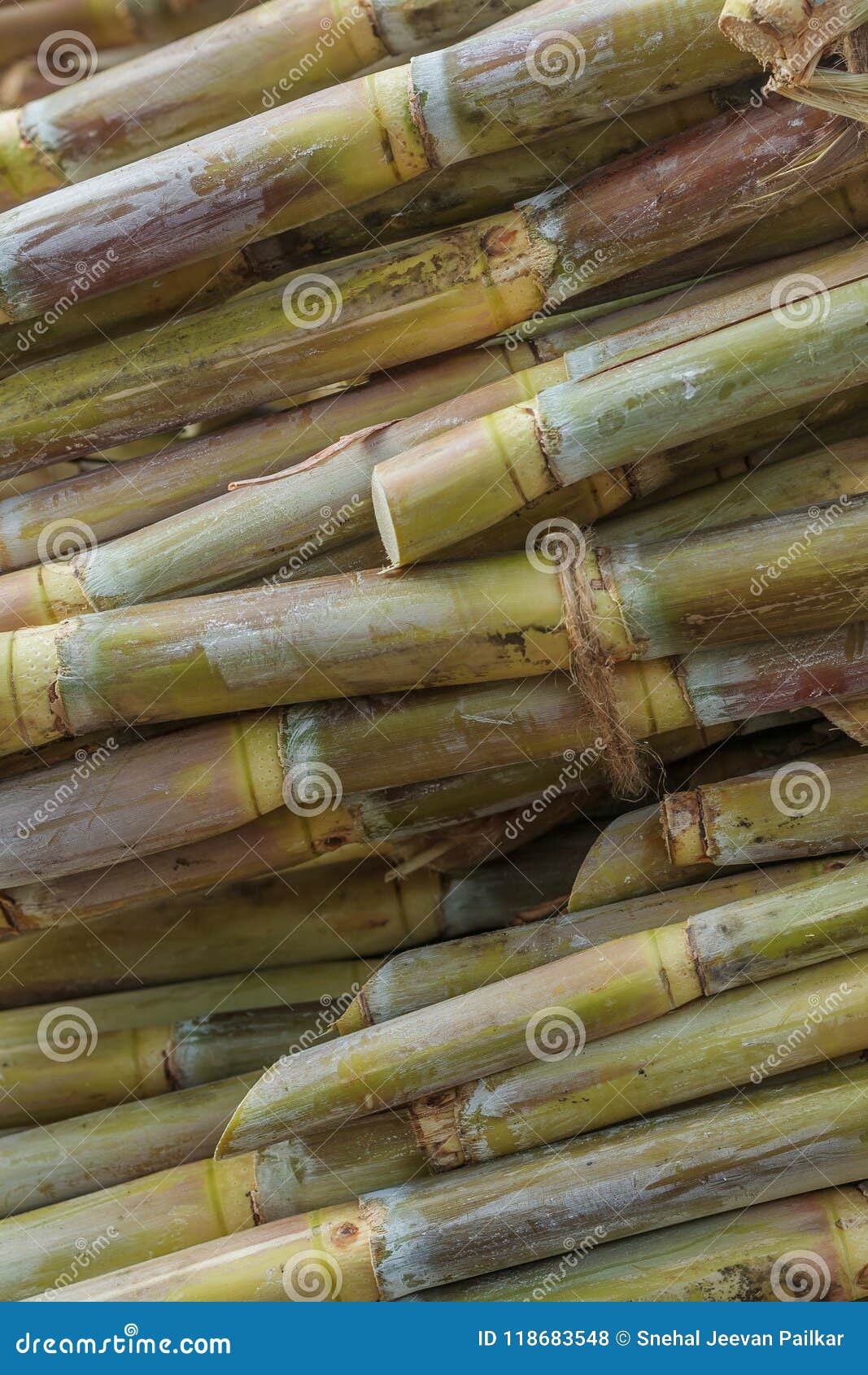 Background of sugar cane stock photo. Image of farm - 118683548