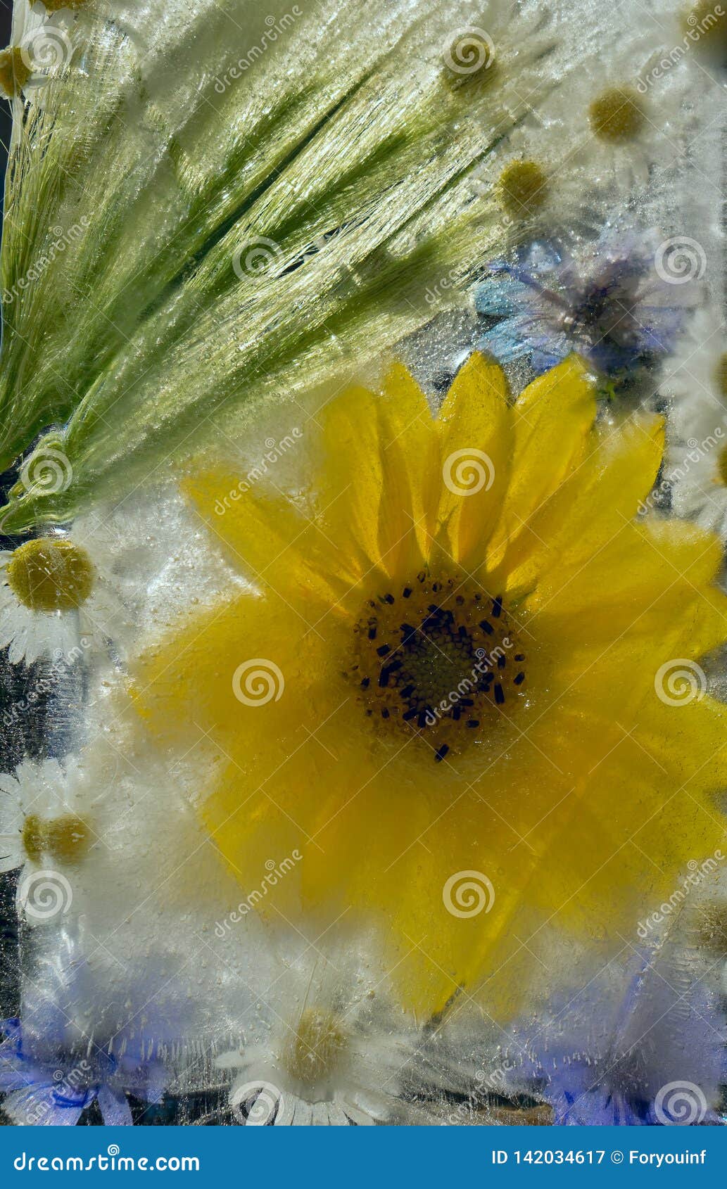 Background of Sunflower Flower Frozen in Ice Stock Image - Image of ...