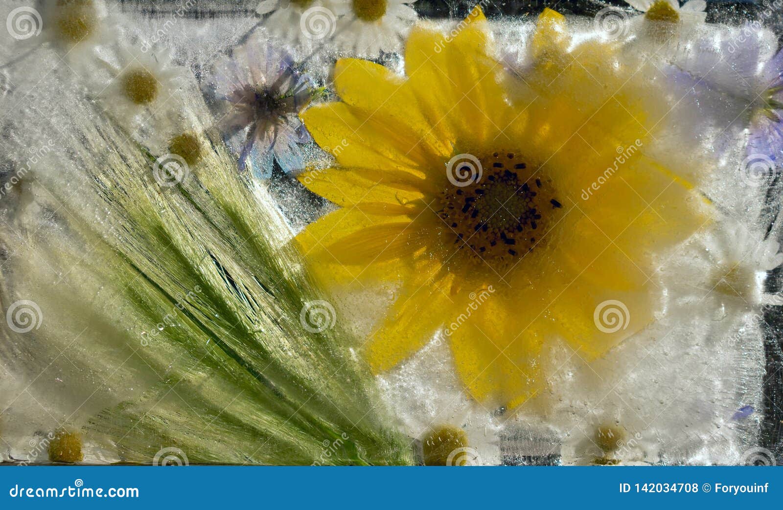 Background of Sunflower Flower Frozen in Ice Stock Photo - Image of ...