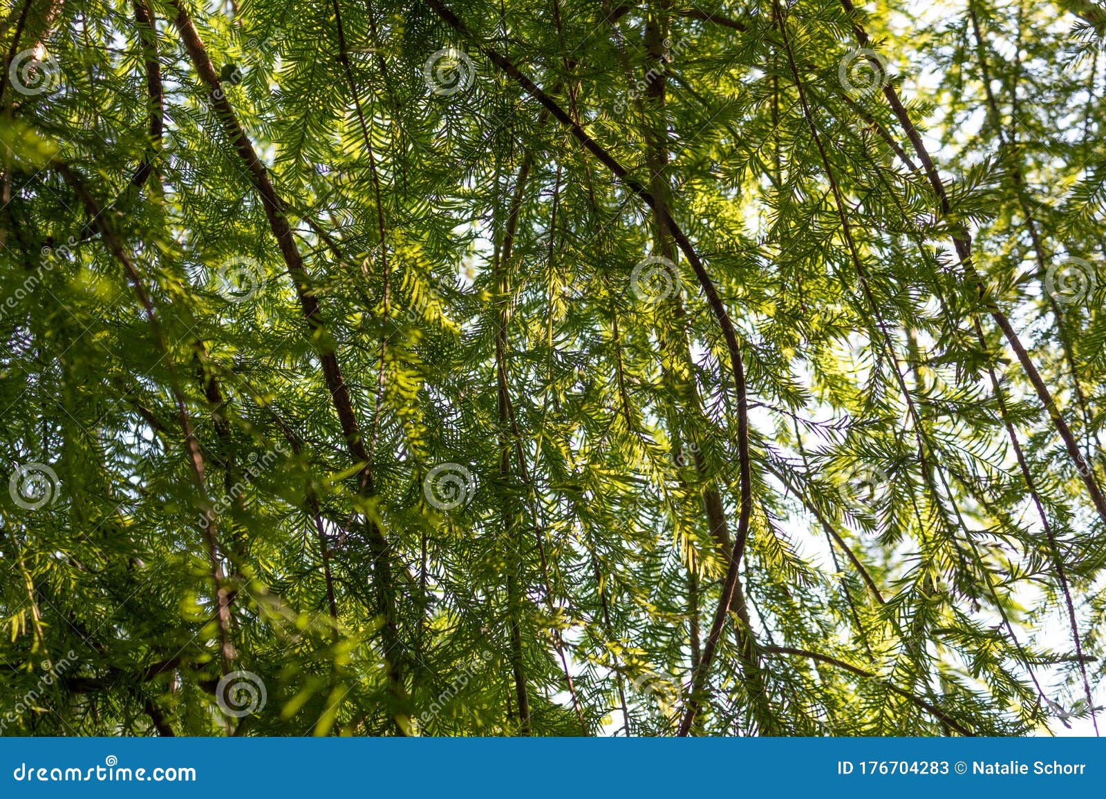 Background of Sunlight Filtering through Tree Branches, Delicately Cut ...