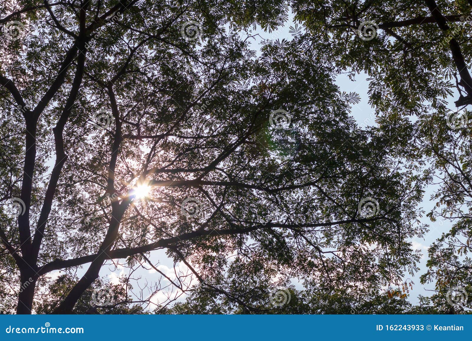 Background of Sunlight Shining through Large Branches during the Day ...