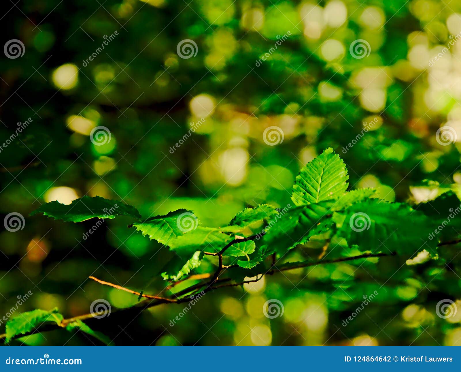 Background of Sunny Green Elm Tree Leafs Stock Photo - Image of focus ...
