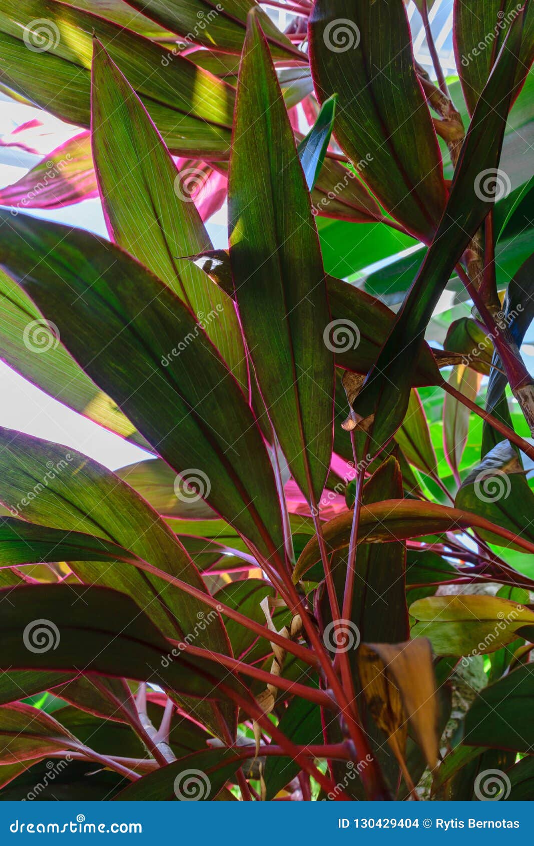 Background Surface of Green and Red Exotic Tropical Plants Stock Photo ...