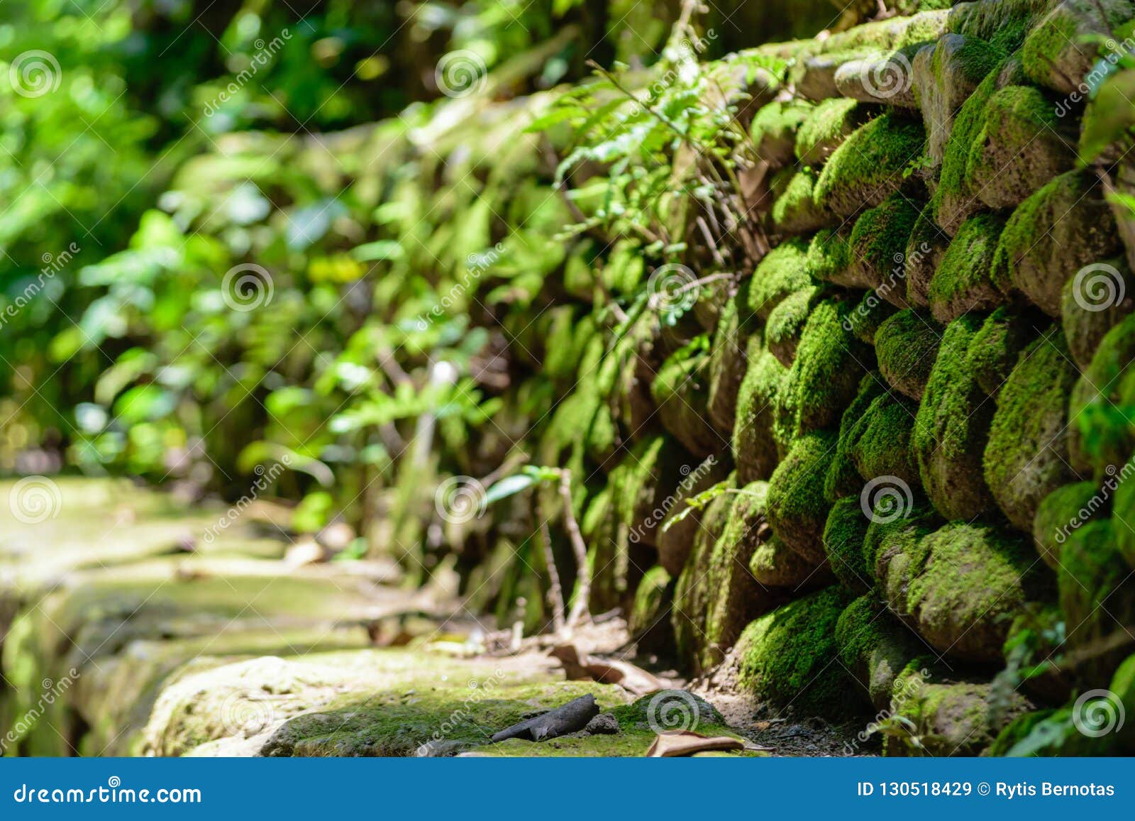 Background Surface of Stone Wall Covered by Moss Stock Image - Image of ...