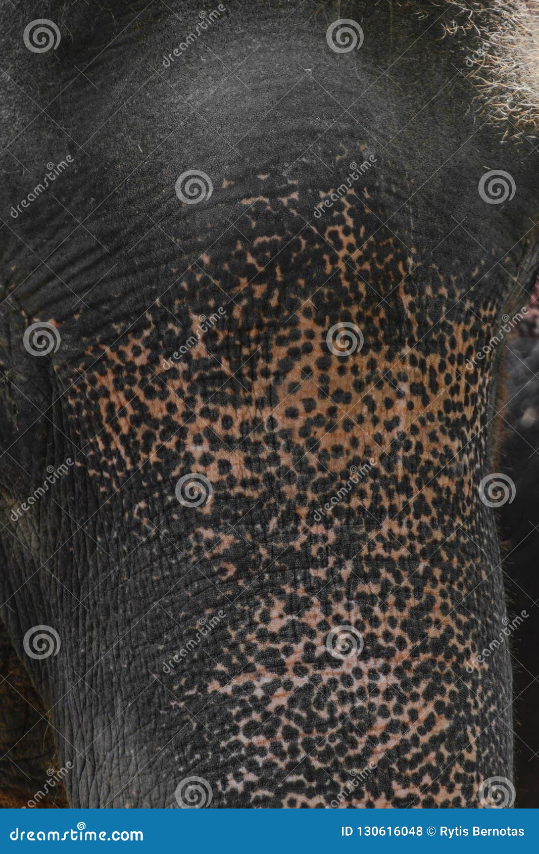 Background Surface of Sumatra Elephant Forehead and Beginning of the ...