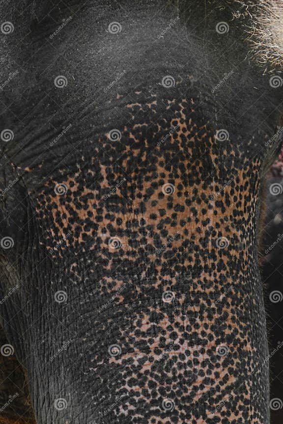 Background Surface of Sumatra Elephant Forehead and Beginning of the ...