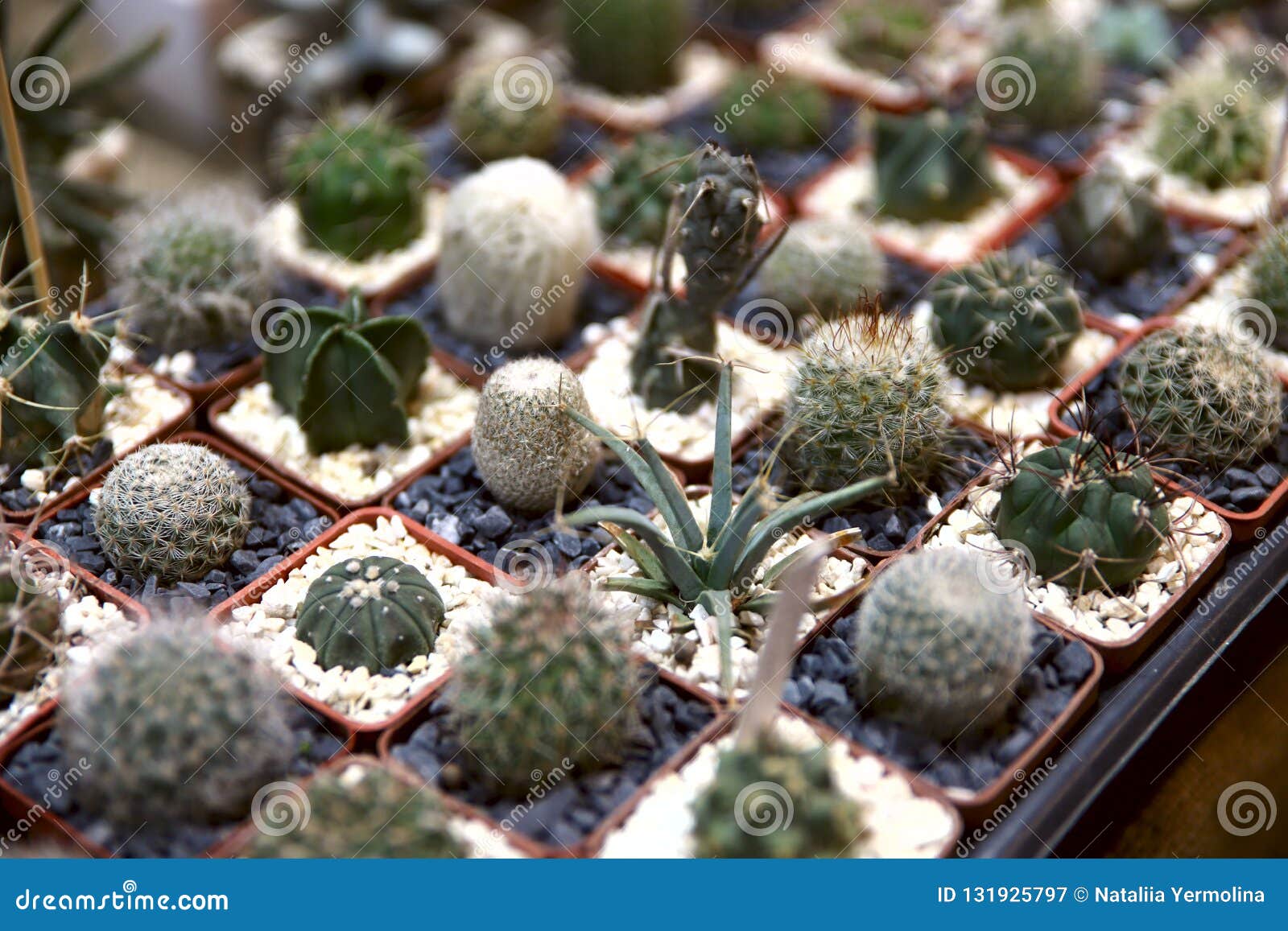 Background. on the Surface of the Table are Many Small Cacti Planted in ...