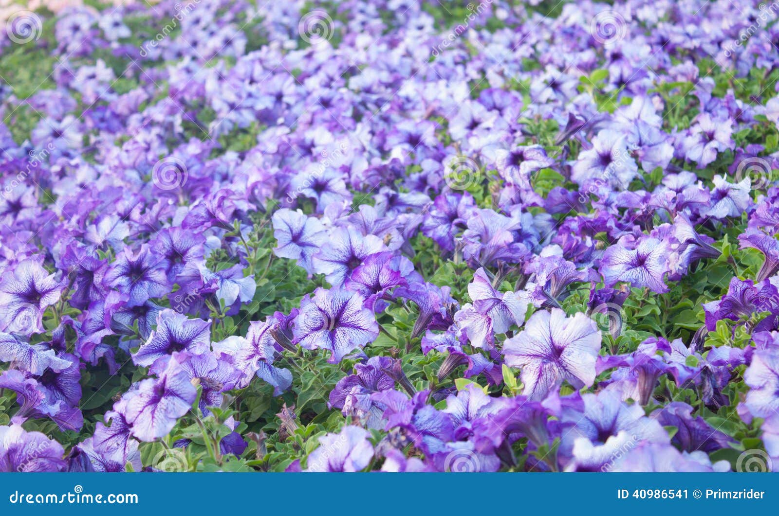Background Surfinia Petunia Stock Image - Image of head, annual: 40986541