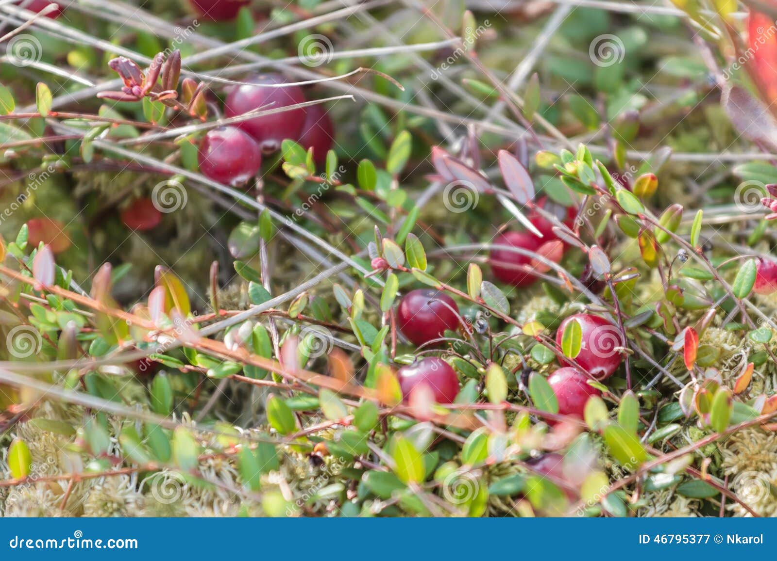 Background of Swamp Cranberries in Wild Nature Stock Image - Image of ...