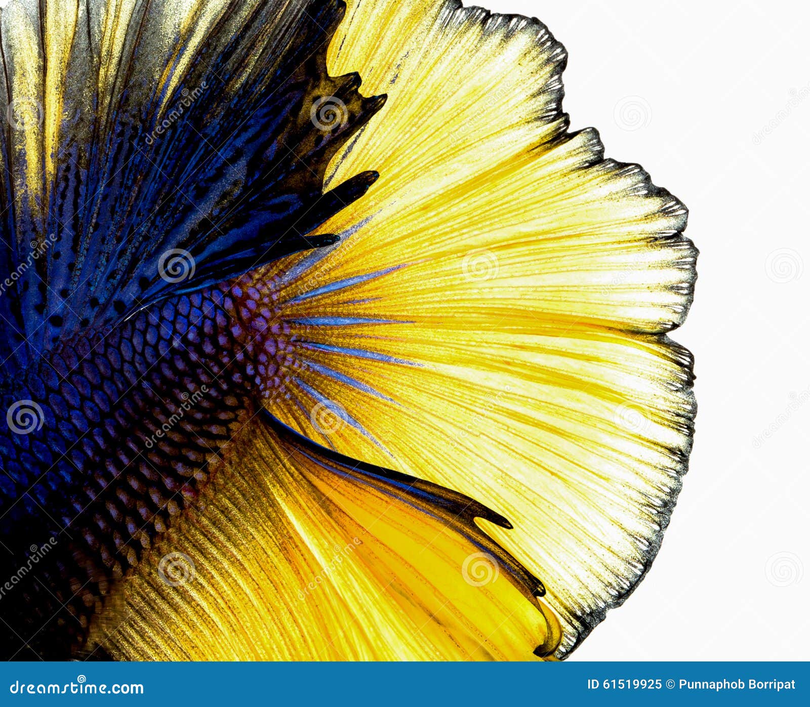 Background Tail Betta Fish of Siam Stock Image - Image of blue ...