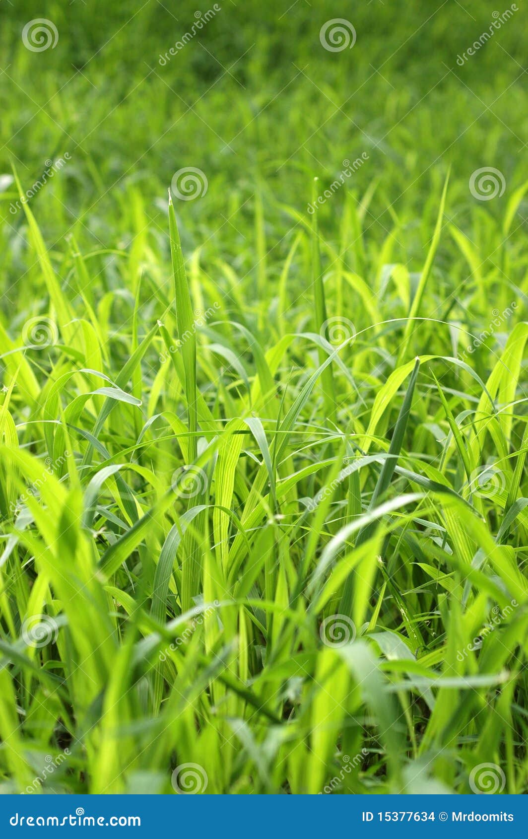 Background of Tall Green Grass Stock Photo - Image of growth, growing ...