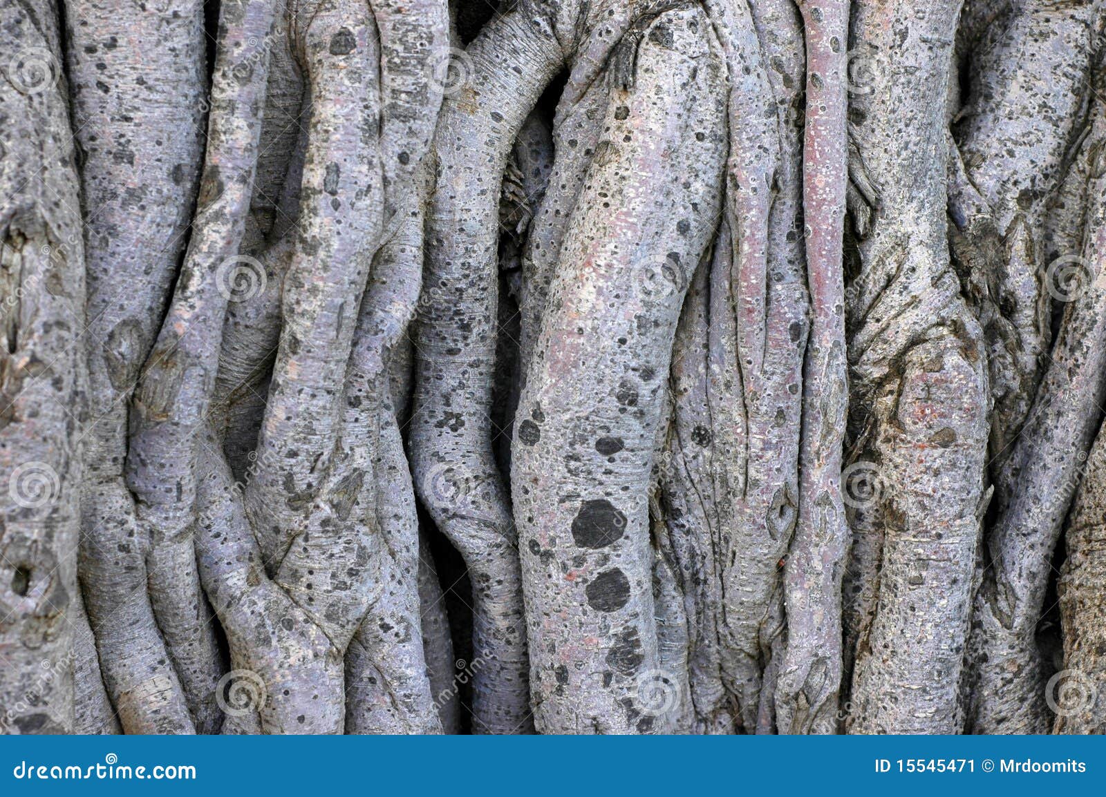 Background of Tangled Vines on a Banyan Tree Stock Image - Image of ...